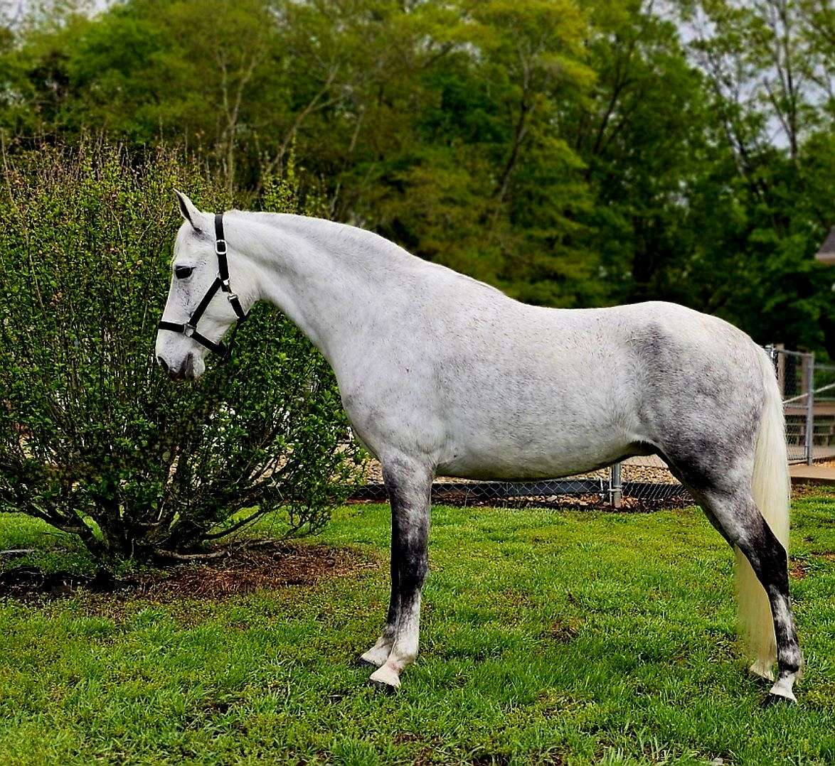 Jose's Fun Girl, Flashy, Super Smooth Gaited, Trail, Show, Gray Mare