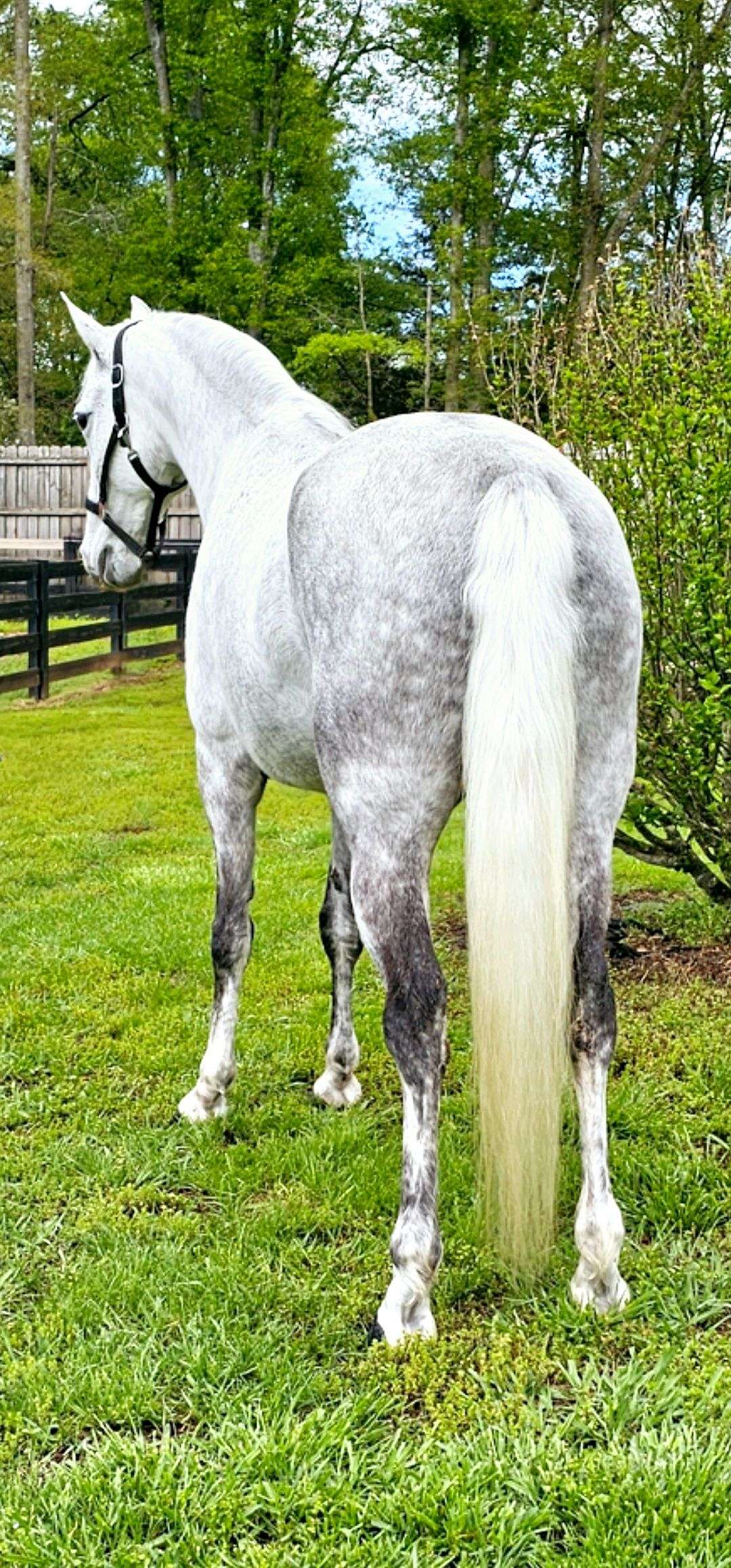 Jose's Fun Girl, Flashy, Super Smooth Gaited, Trail, Show, Gray Mare