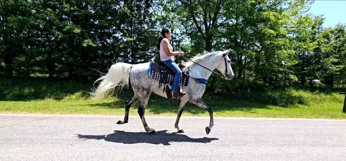 Jose's Fun Girl, Flashy, Super Smooth Gaited, Trail, Show, Gray Mare