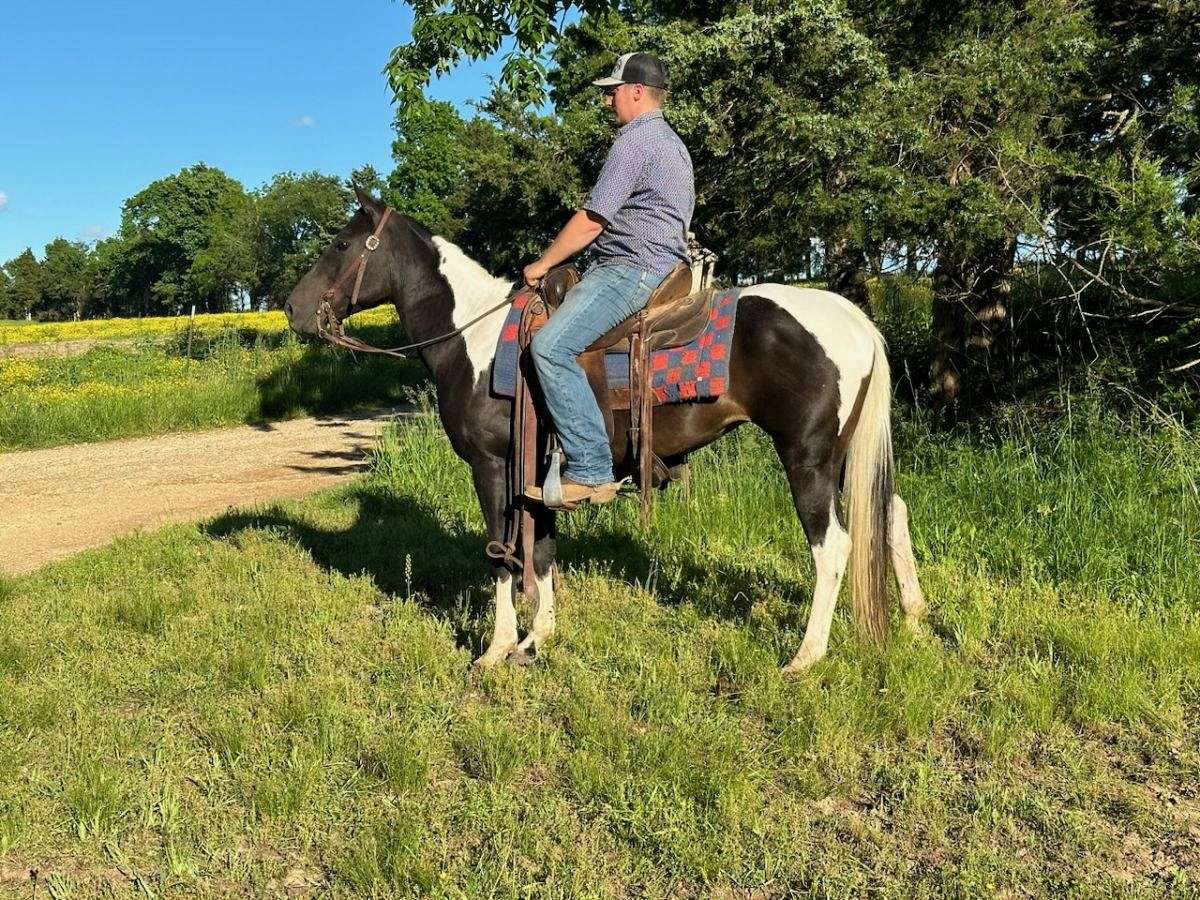 Cute and Gentle Paint Mare - Shelly