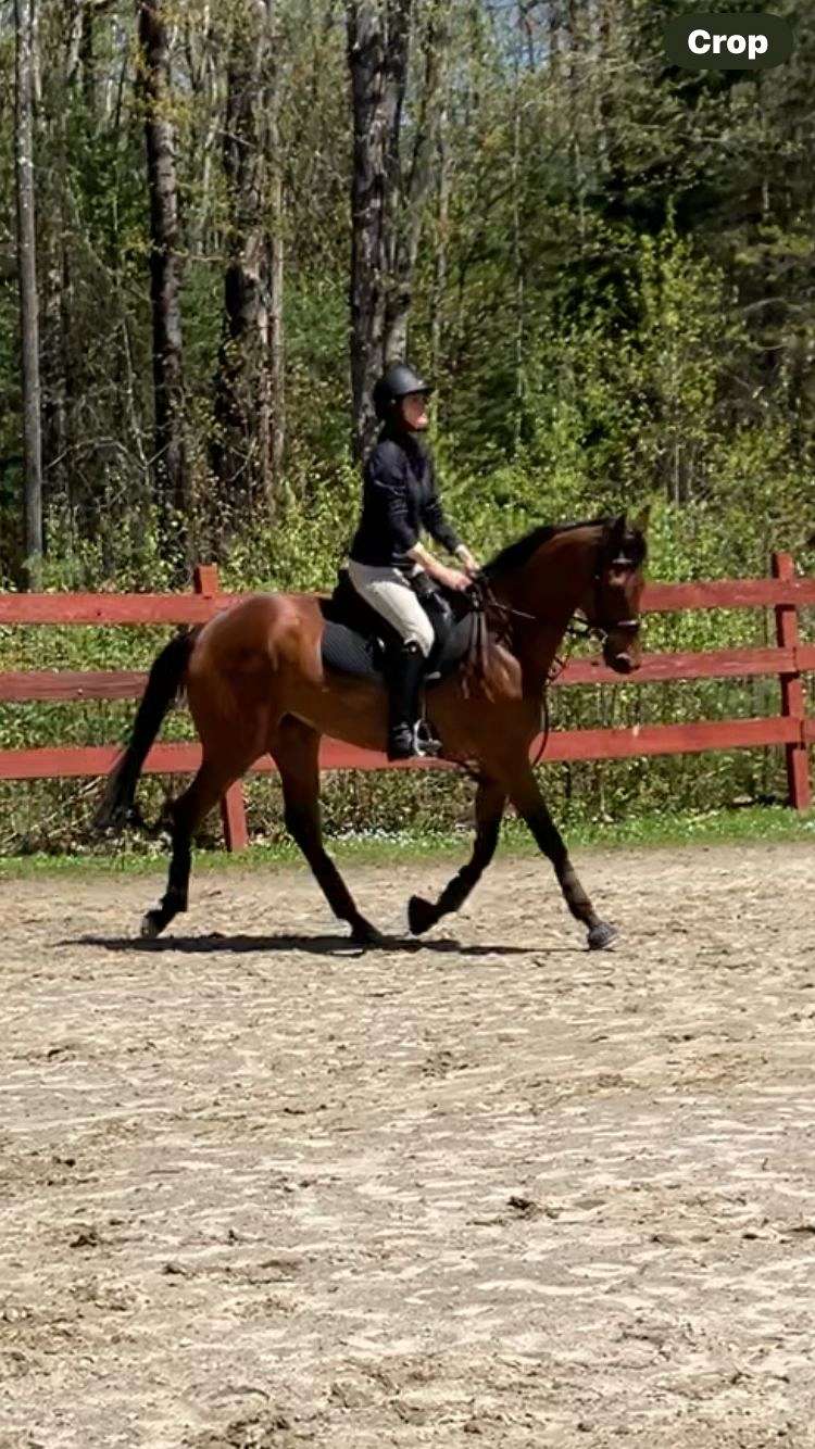 Stunning Thoroughbred Mare
