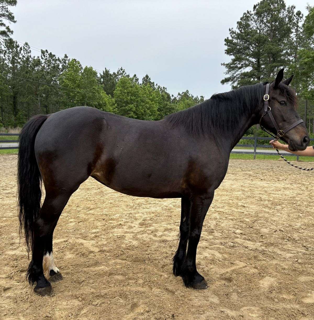 QH Cross Mare