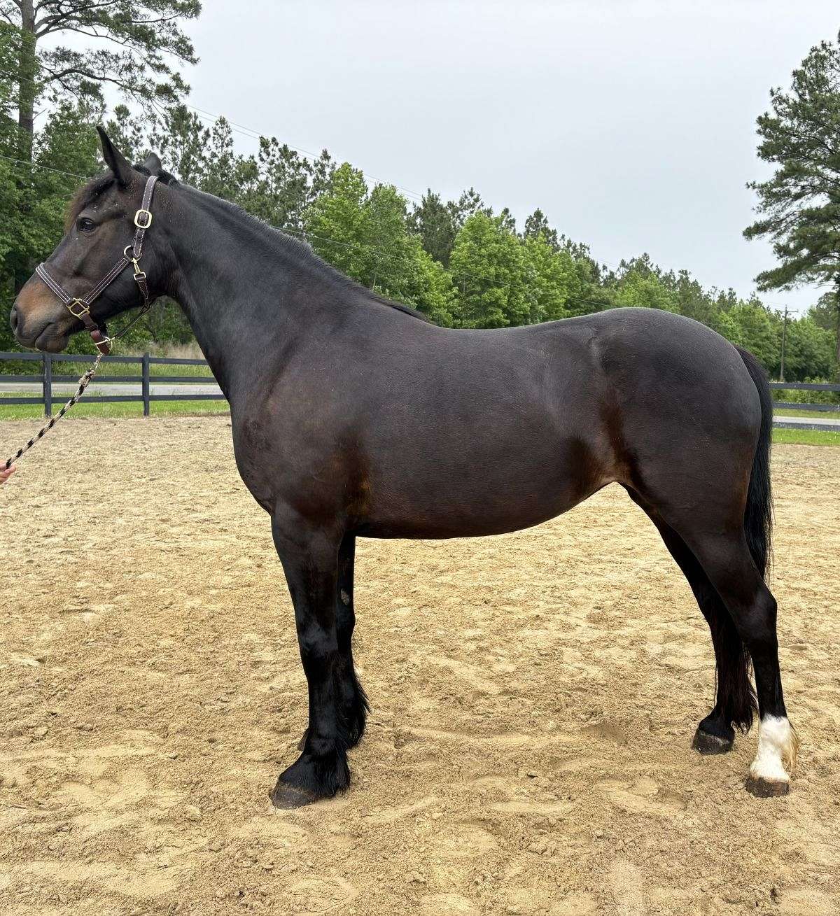 QH Cross Mare