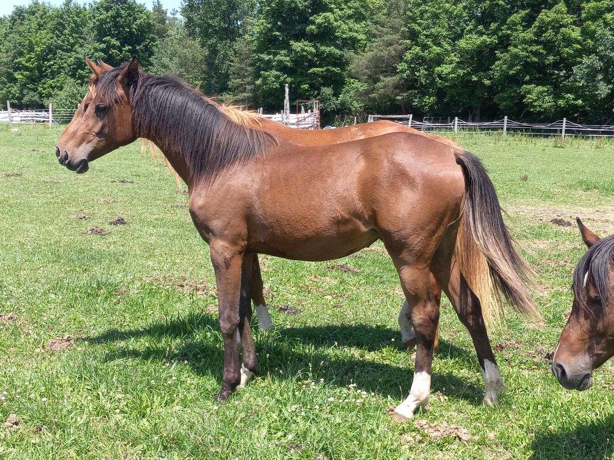 2yo Crabbet Arab Filly