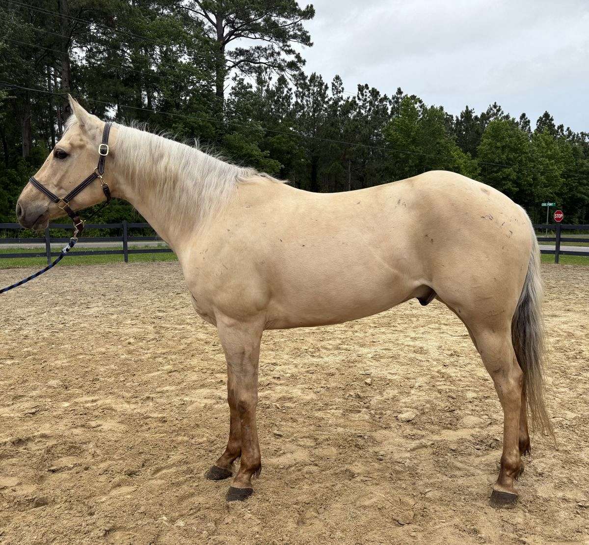 Registered Palomino QH