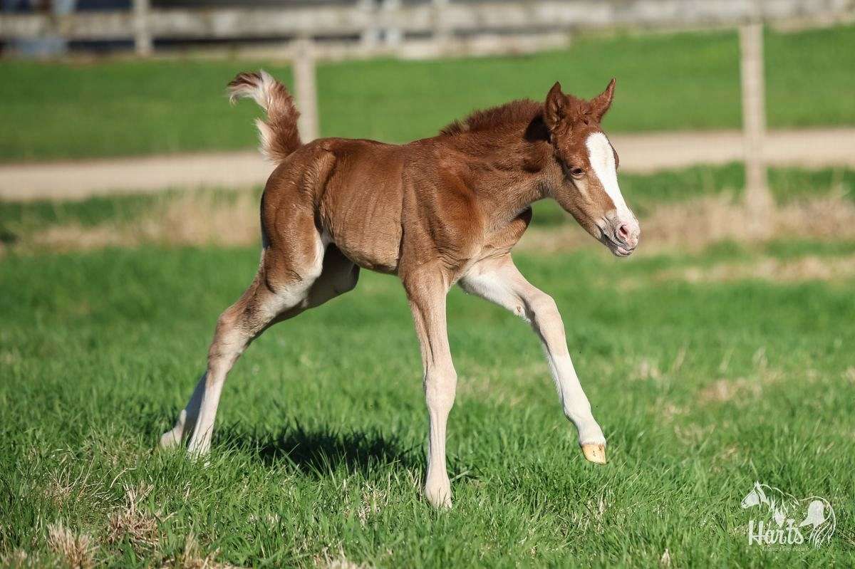 Fabulous Kids Pony Prospect
