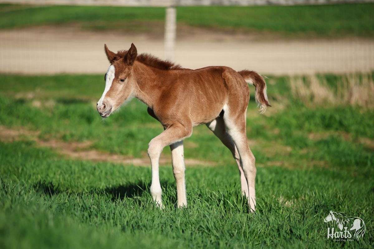 Fabulous Kids Pony Prospect