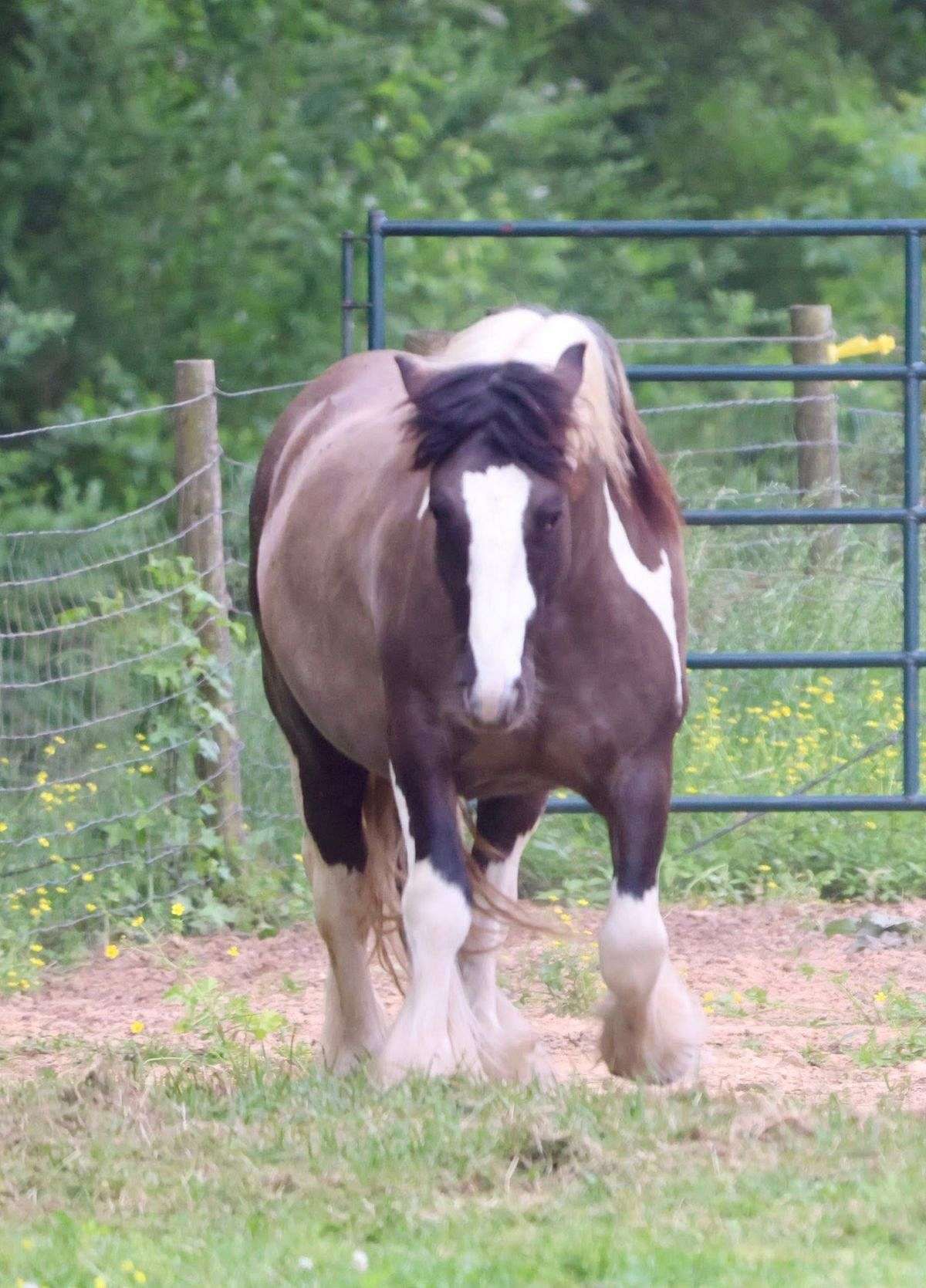 Clarion Call Papa Bear Grulla Gypsy Stallion