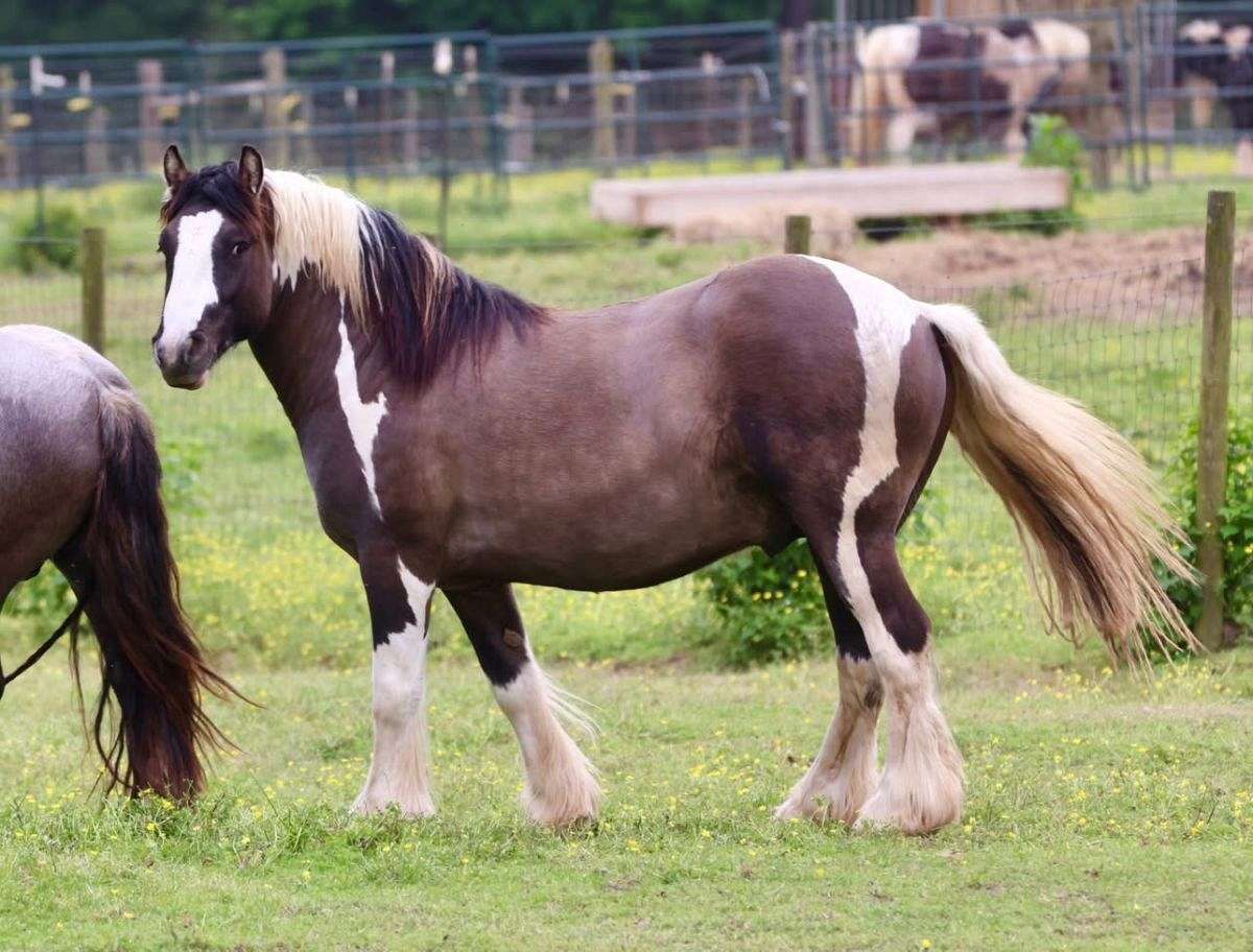 Clarion Call Papa Bear Grulla Gypsy Stallion