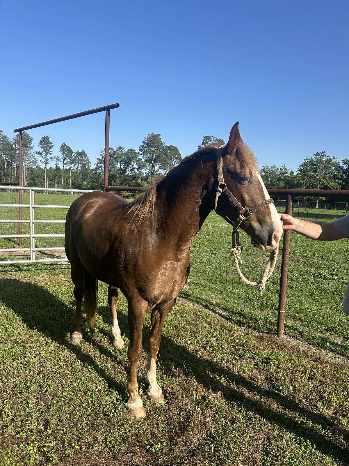 Tennessee Walker for Sale