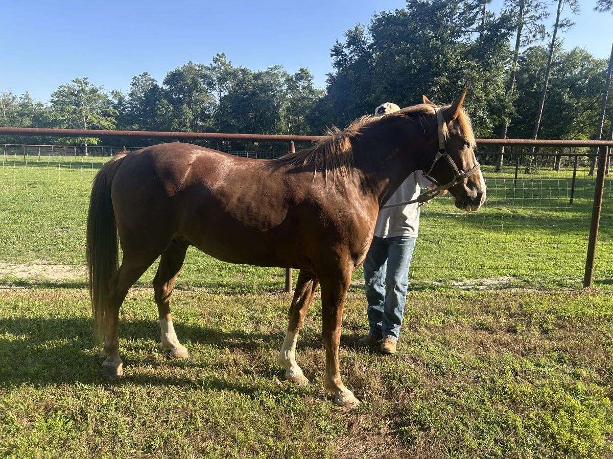 Tennessee Walker for Sale