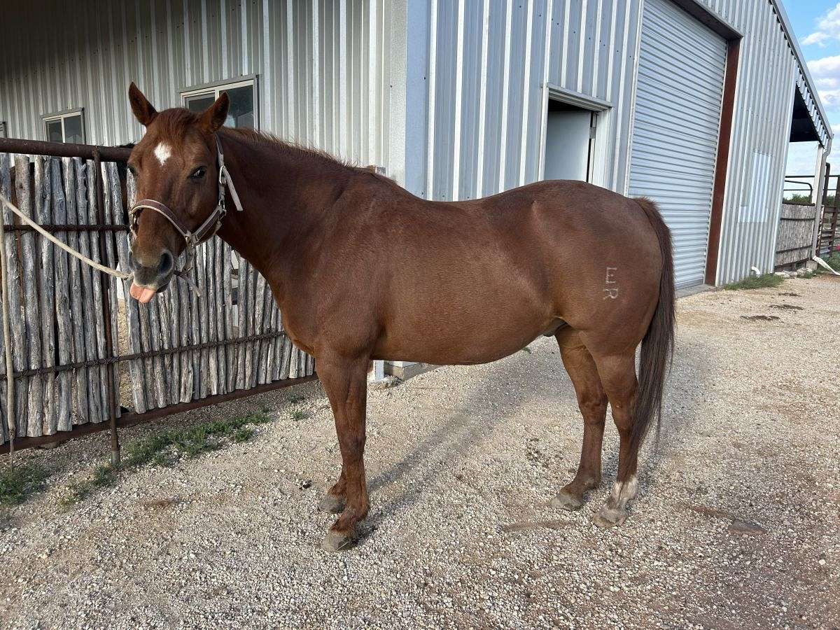 Bobs Hickory Dualler