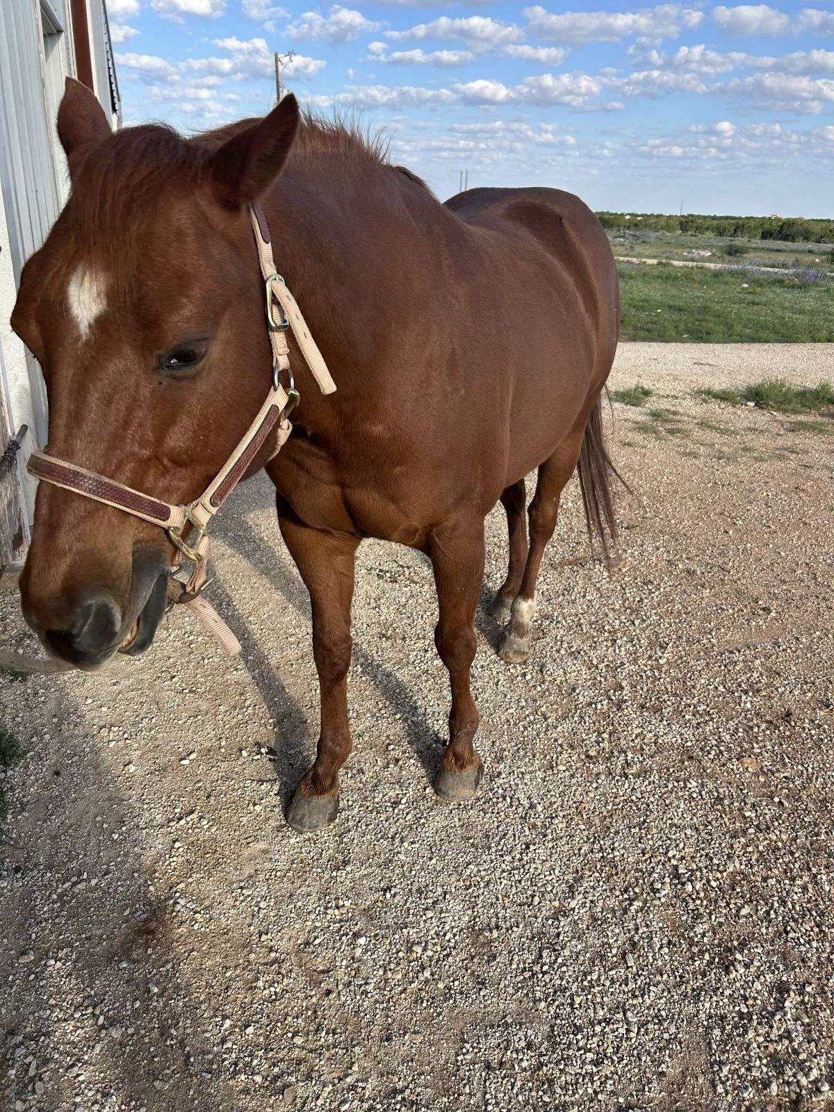 Bobs Hickory Dualler