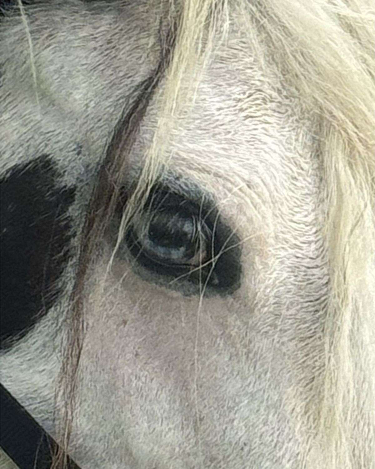 Xpretty Gypsy Mare British Cara