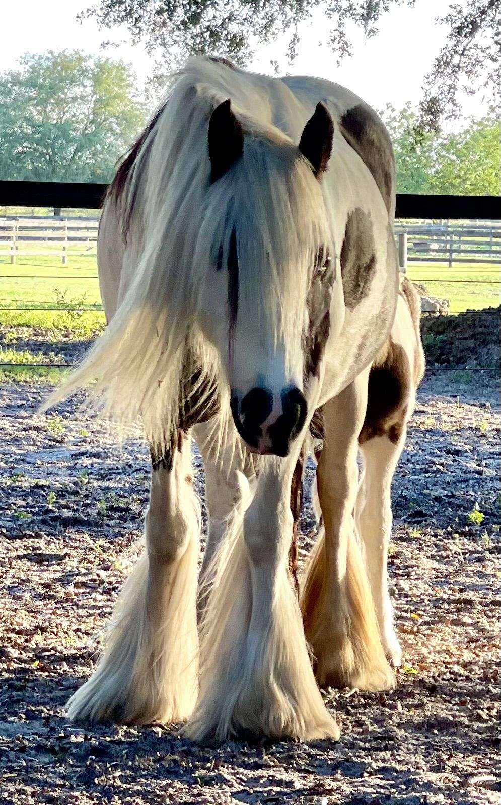Gypsy British Cara Xxpretty Gypsy Mare +April 2026 Foal
