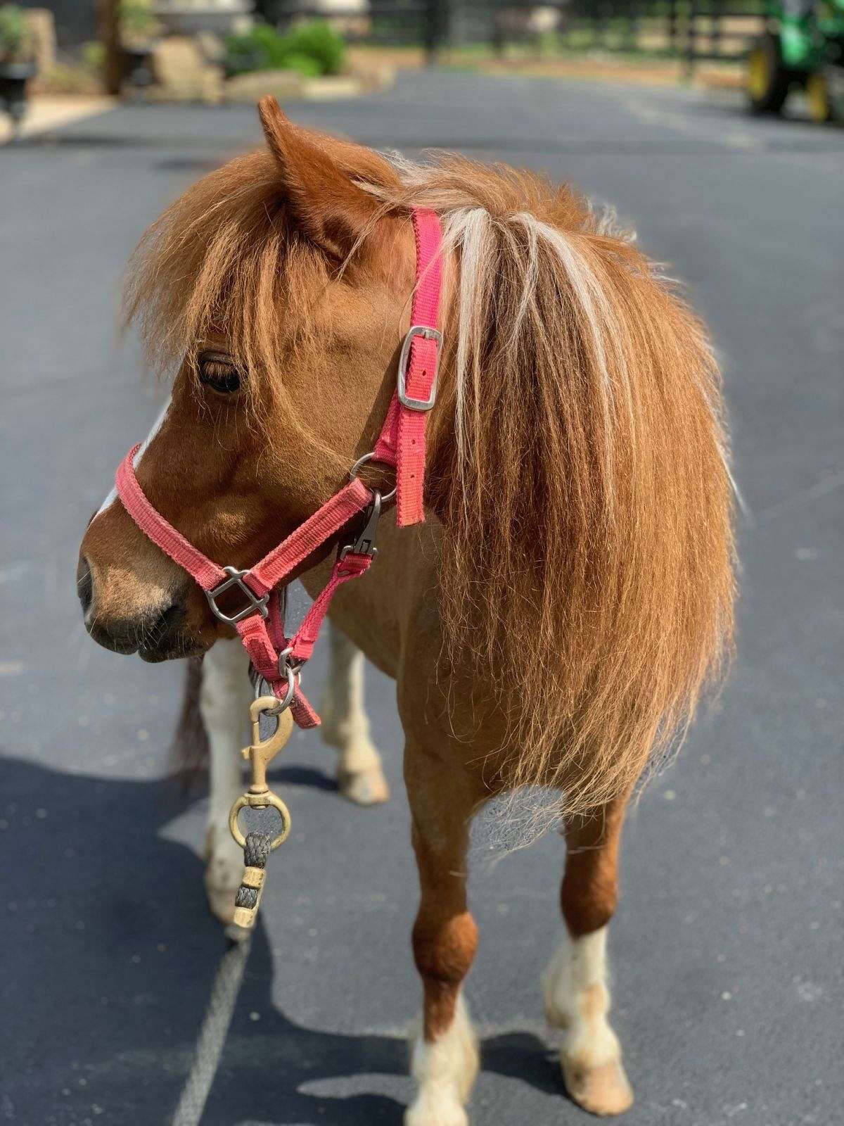 Beautiful 31" Sorrel Pinto Mare Bred for 2026!