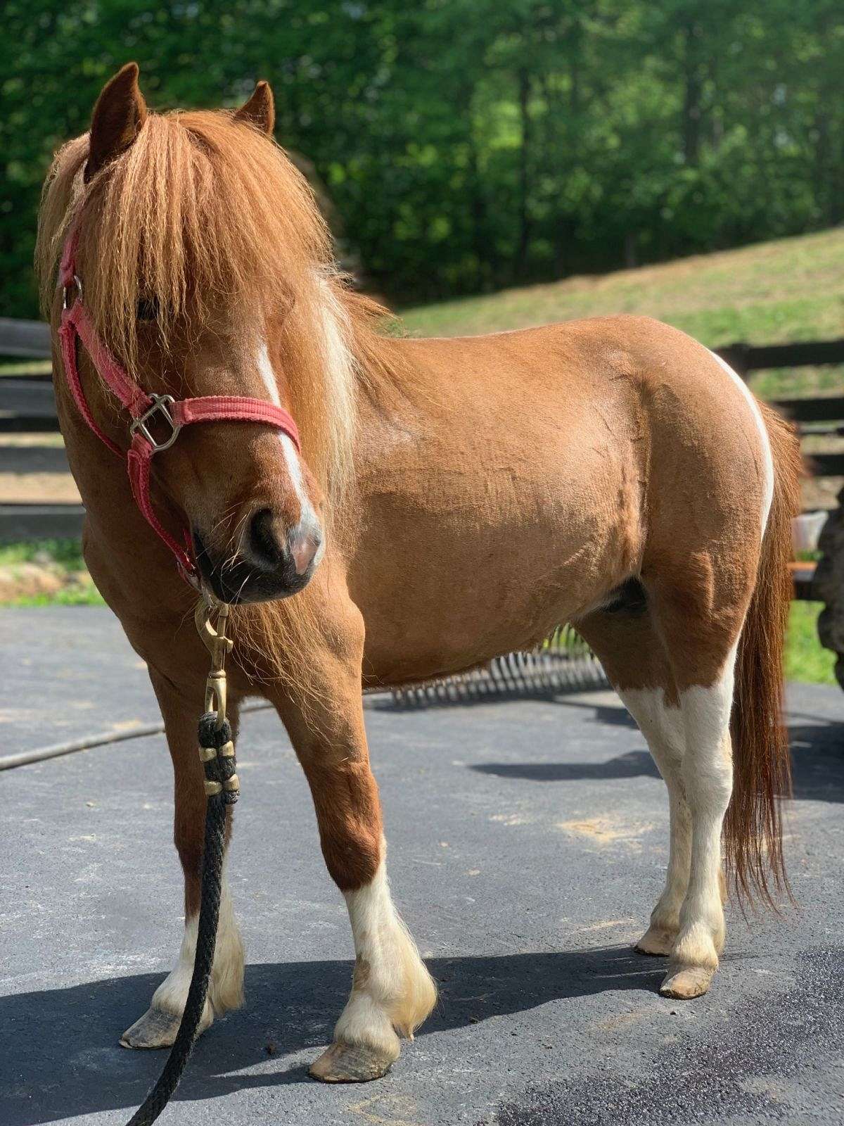 Beautiful 31" Sorrel Pinto Mare Bred for 2026!