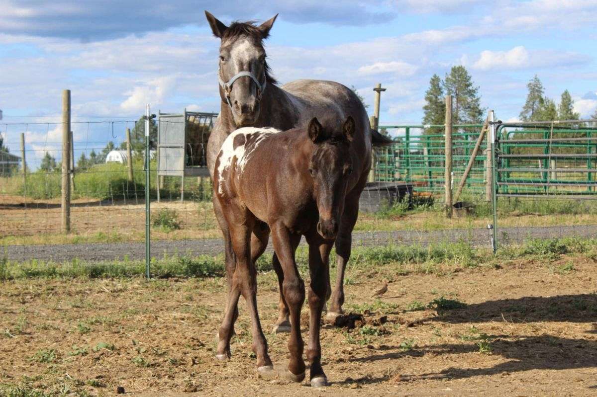 Hha Counterfeit Aka Tucker Black White Blanket Appaloosa Stud Colt