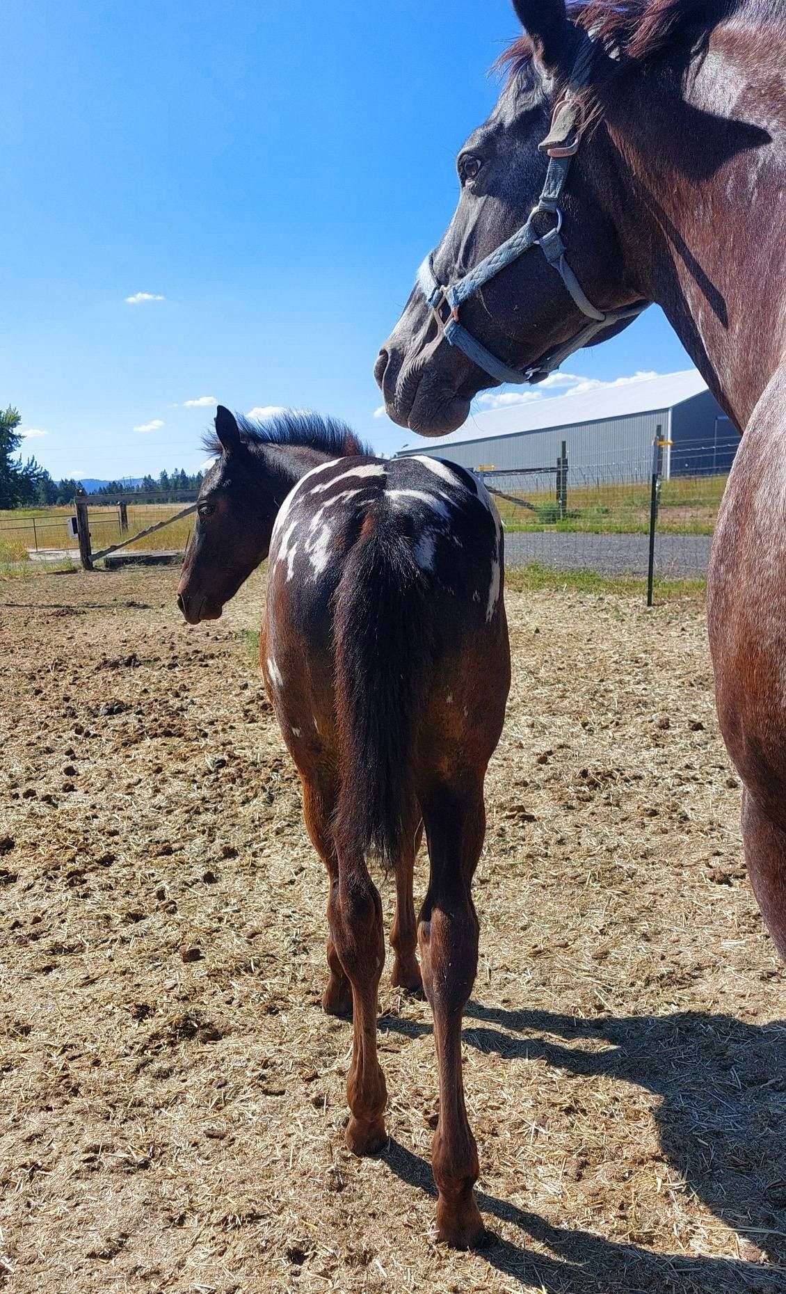 Hha Counterfeit Aka Tucker Black White Blanket Appaloosa Stud Colt