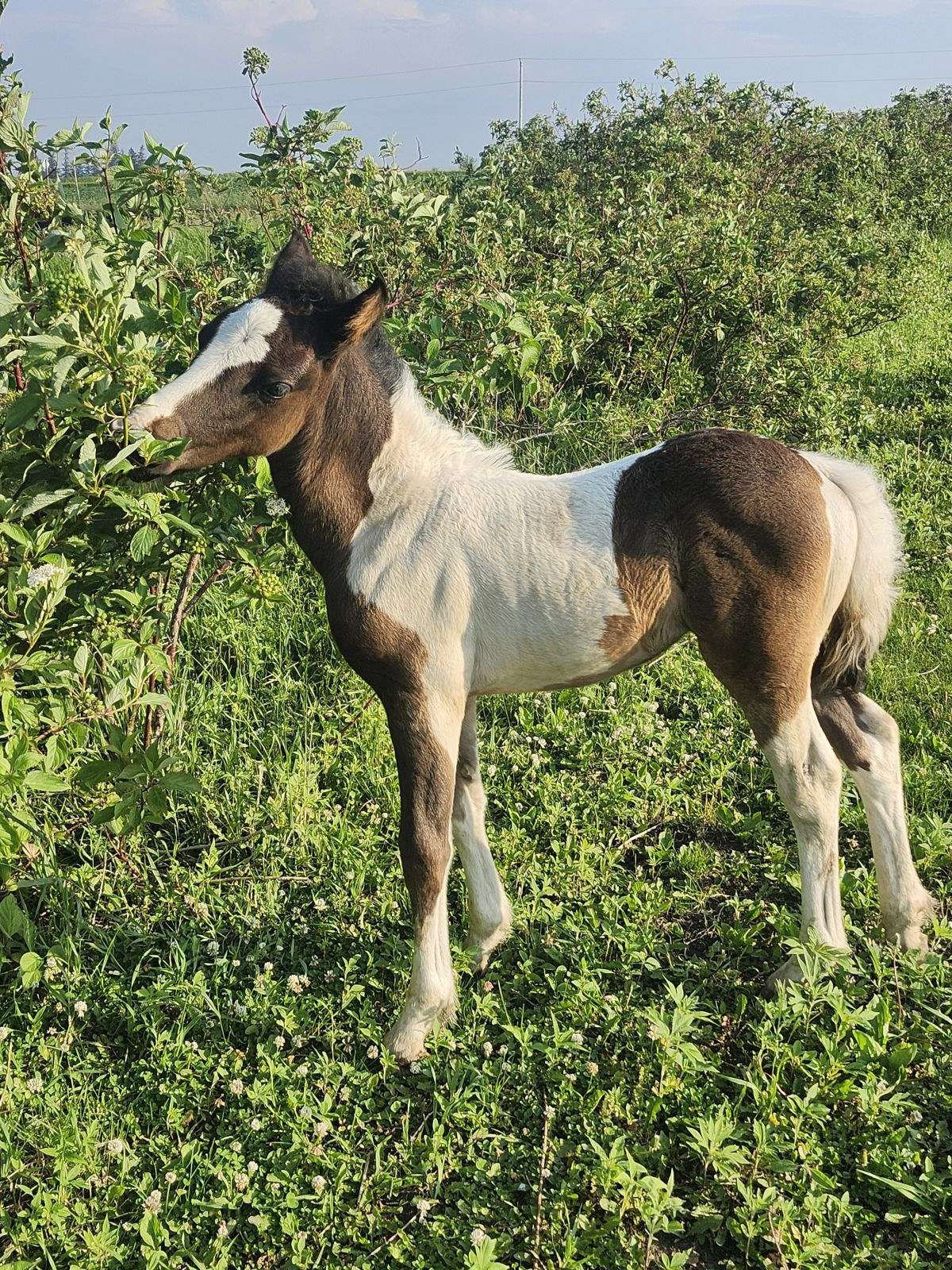 Gyspy Cross Filly