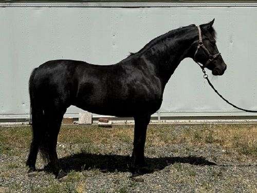 "Wintergreen Gran Finale": 13 Year Old, 15.3hh, Black, Morgan Mare