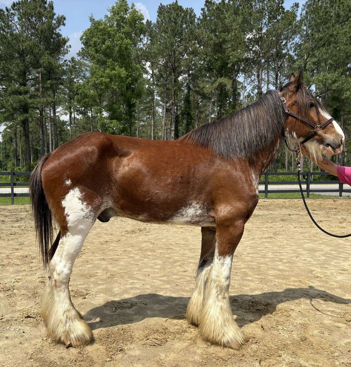 Gentle Clydesdale Gelding