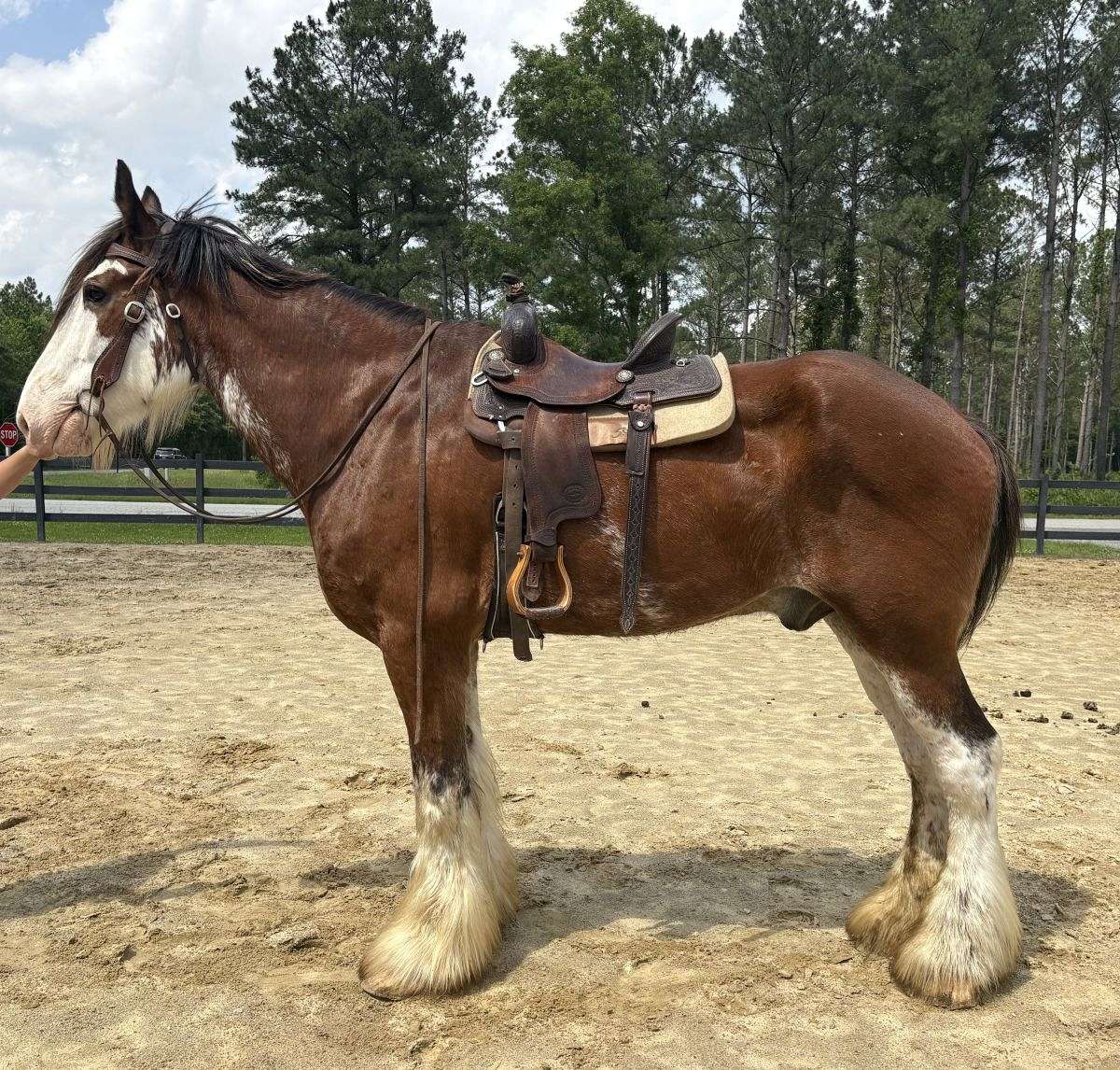 Gentle Clydesdale Gelding
