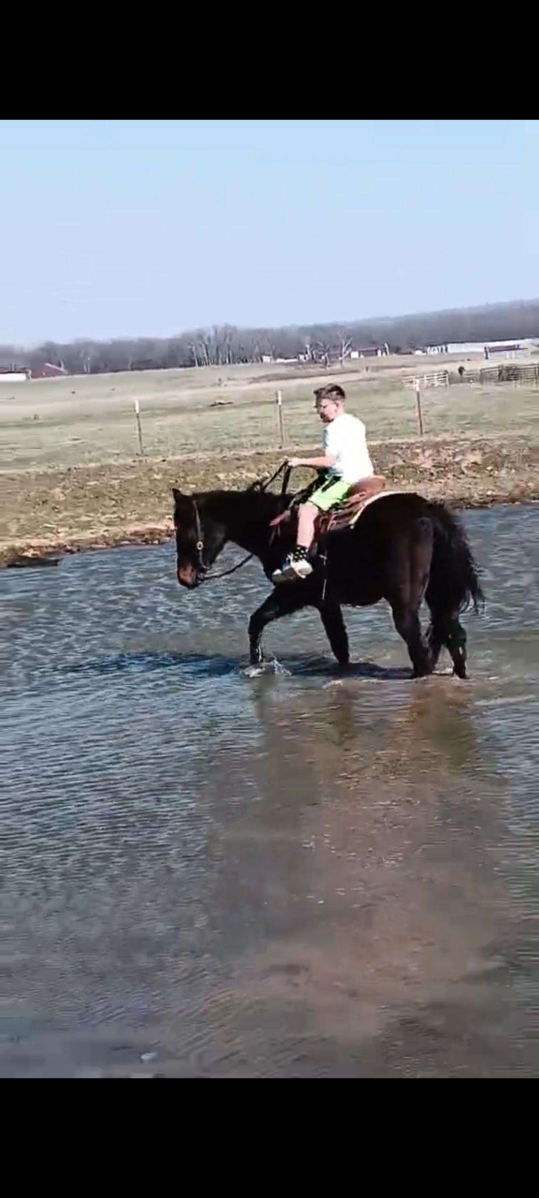 Step Up Bay Mare