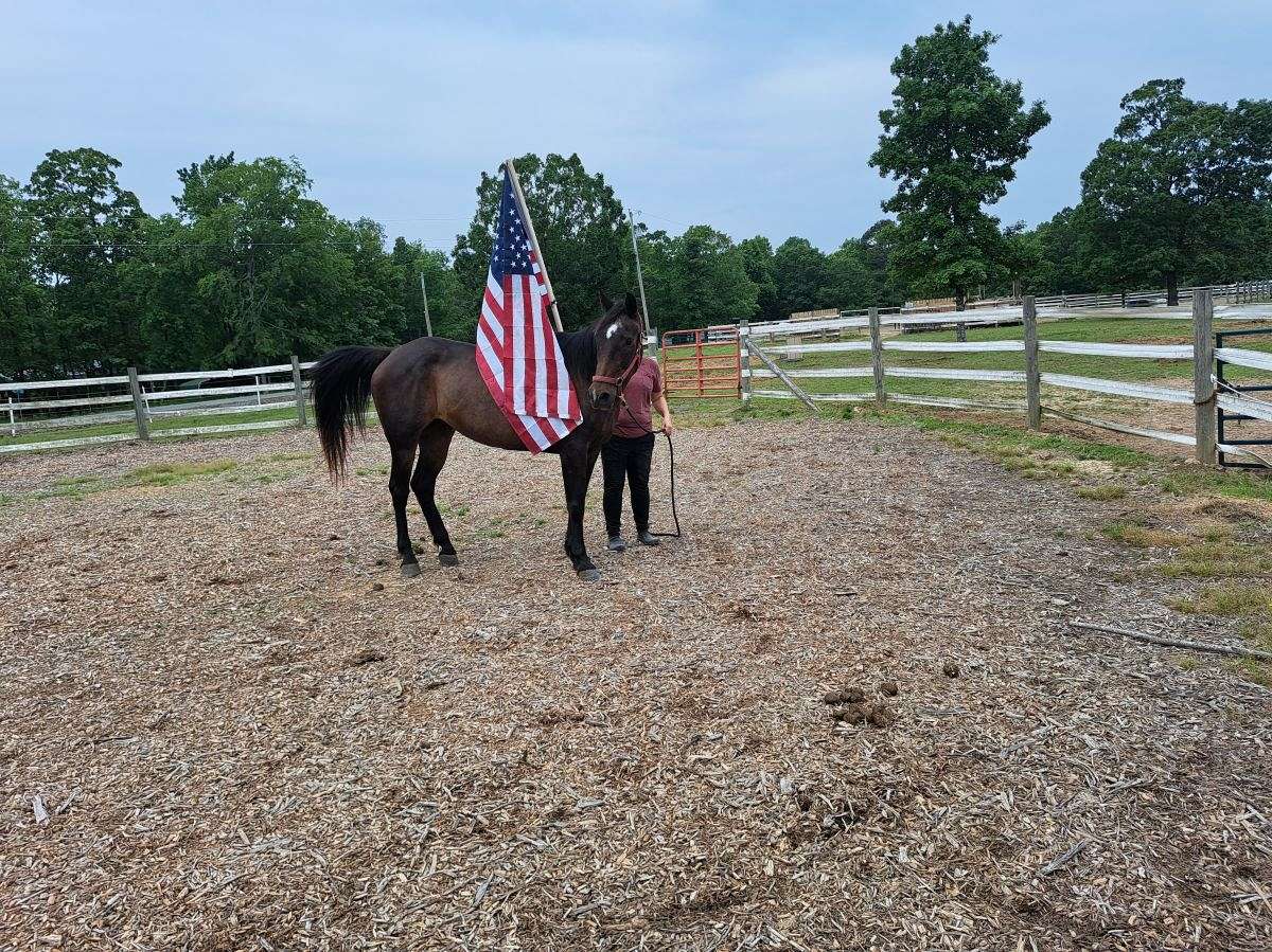 Step Up Bay Mare