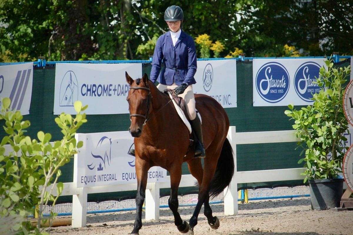 Bay Thoroughbred Gelding