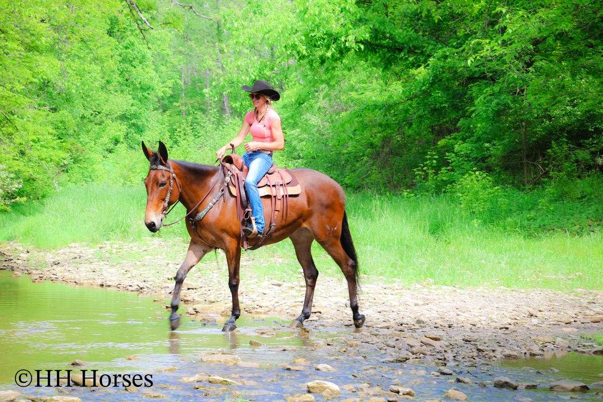 Very Broke Professionally Trained Bay Molly Mule, Reining, Ranch, Trail