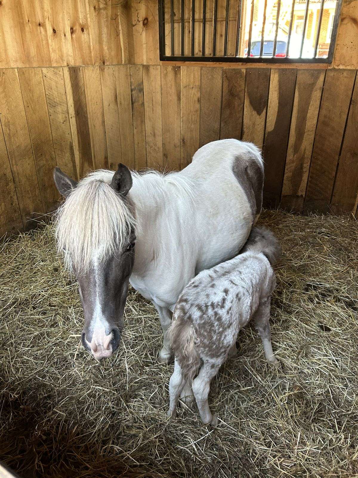 Mini Mare With Baby