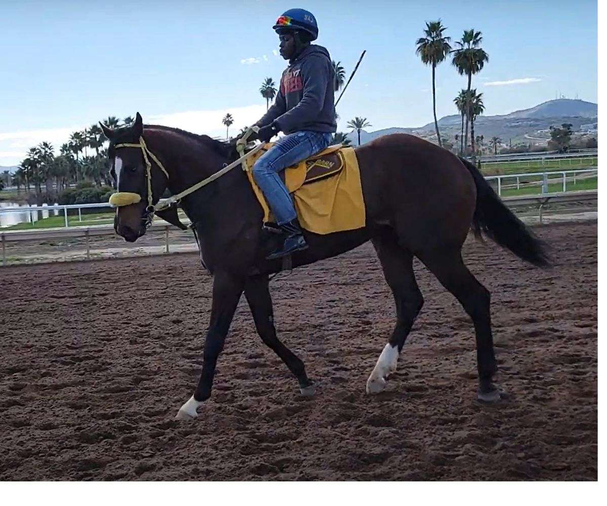 Rrp Eligible OTTB Very Kind Super Mover!