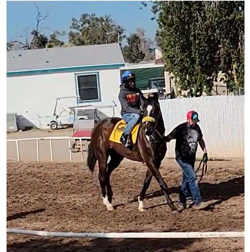 Rrp Eligible OTTB Very Kind Super Mover!