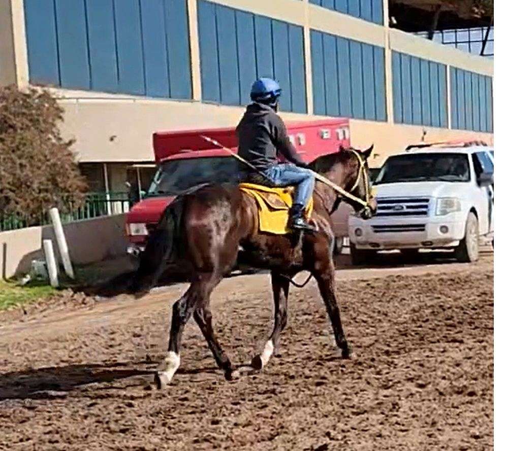 Rrp Eligible OTTB Very Kind Super Mover!