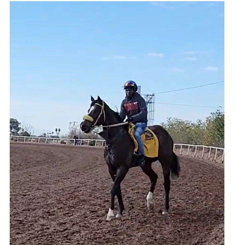 Rrp Eligible OTTB Very Kind Super Mover!