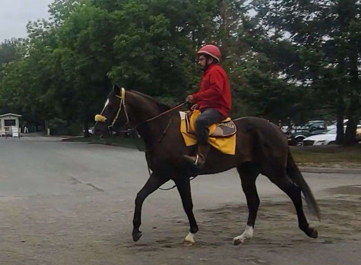 Rrp Eligible OTTB Very Kind Super Mover!