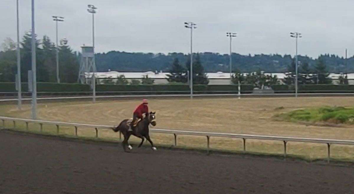 Rrp Eligible OTTB Very Kind Super Mover!