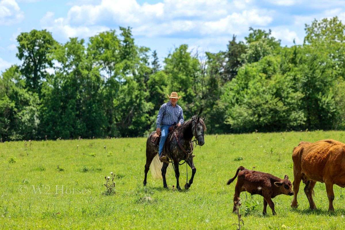Gaited, Trails, Dapples, Gentle