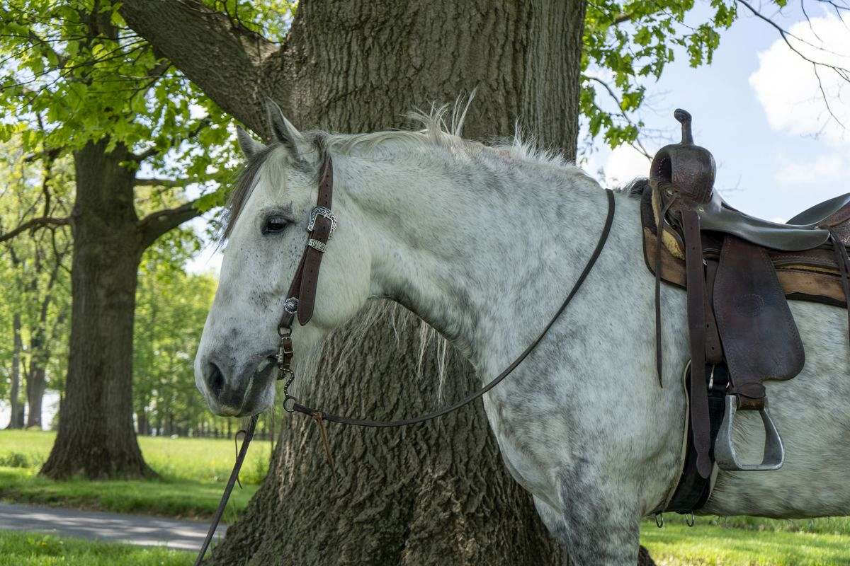 Katie is a Gorgeous Dapple Grey Percheron/Quarter Horse Cross!