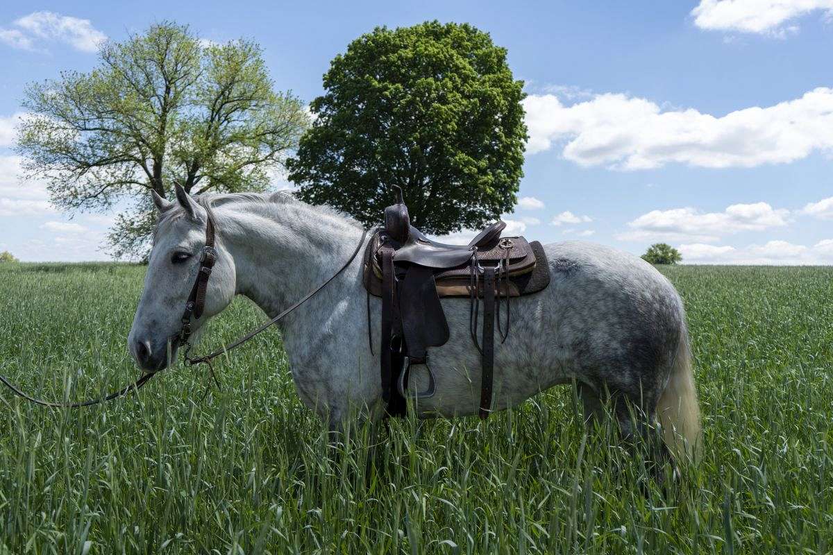 Katie is a Gorgeous Dapple Grey Percheron/Quarter Horse Cross!