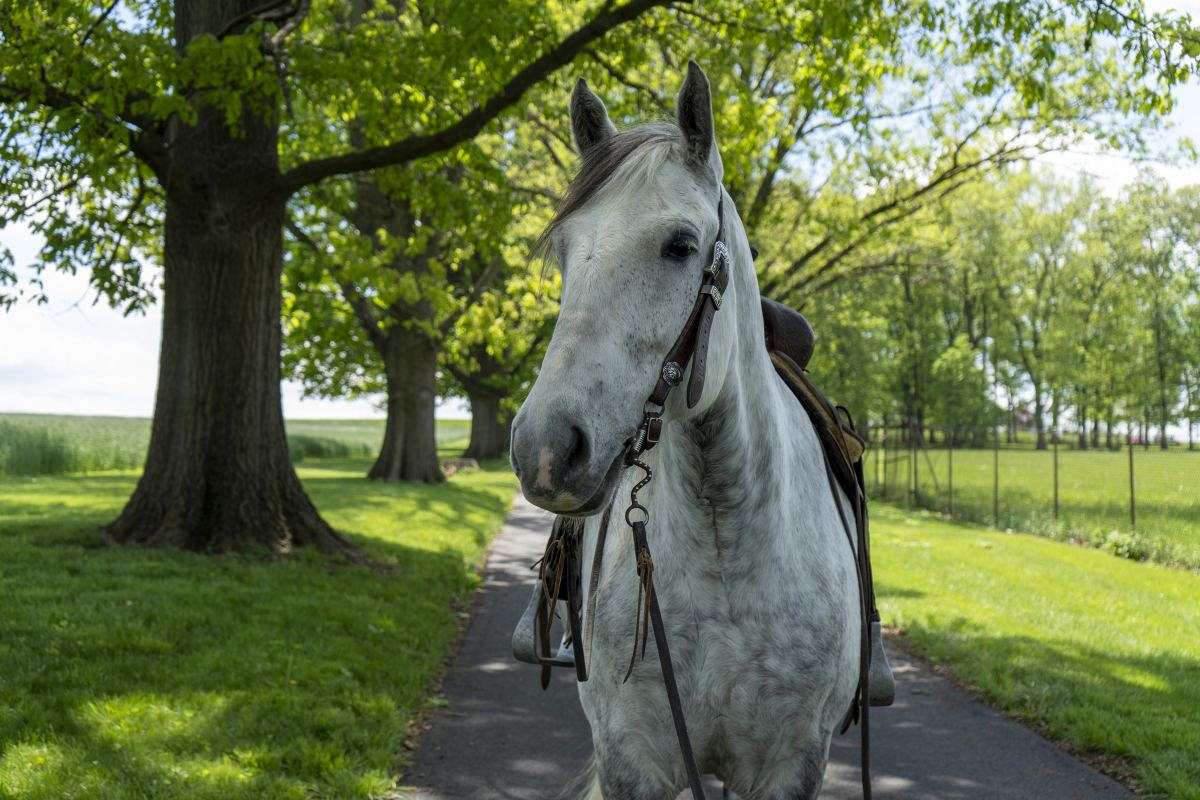 Katie is a Gorgeous Dapple Grey Percheron/Quarter Horse Cross!