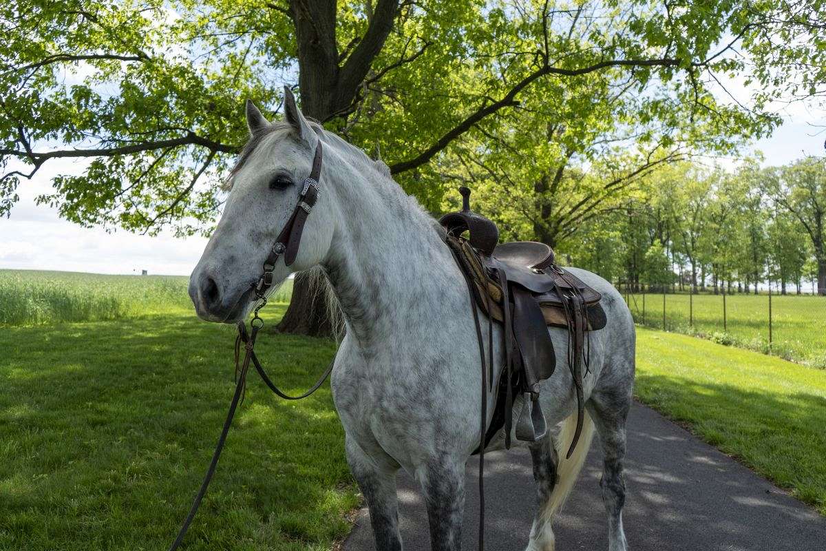 Katie is a Gorgeous Dapple Grey Percheron/Quarter Horse Cross!