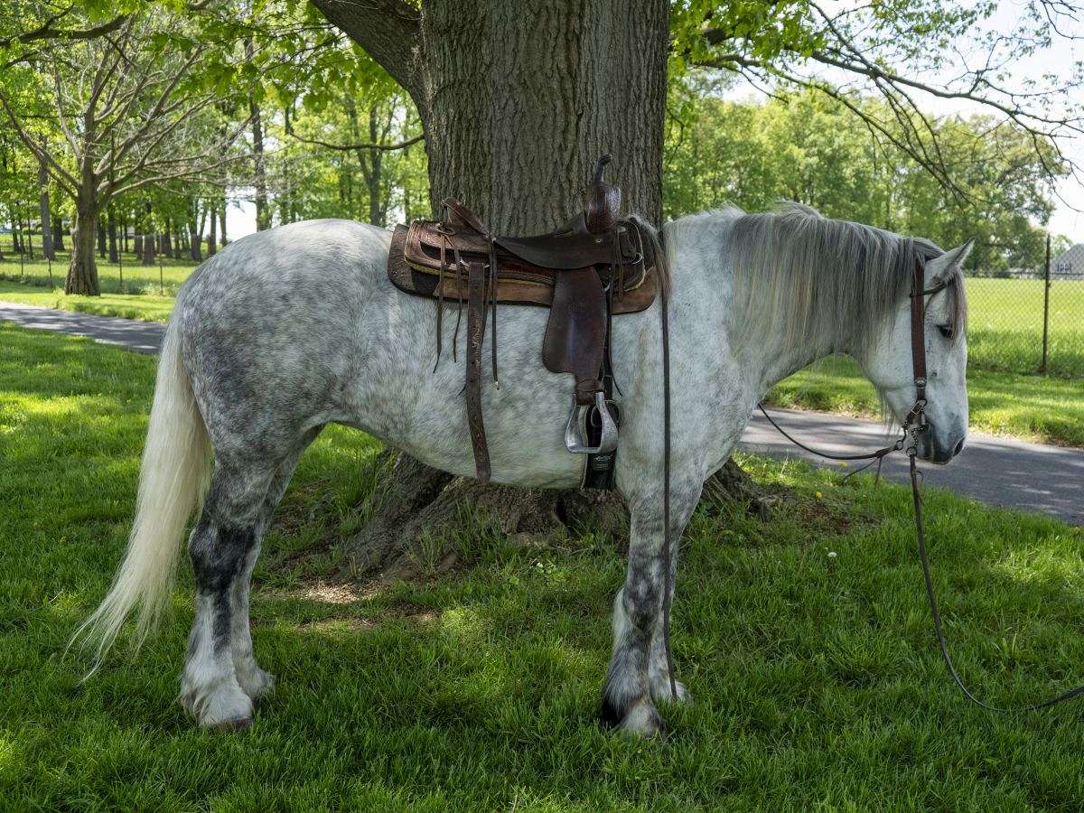 Katie is a Gorgeous Dapple Grey Percheron/Quarter Horse Cross!