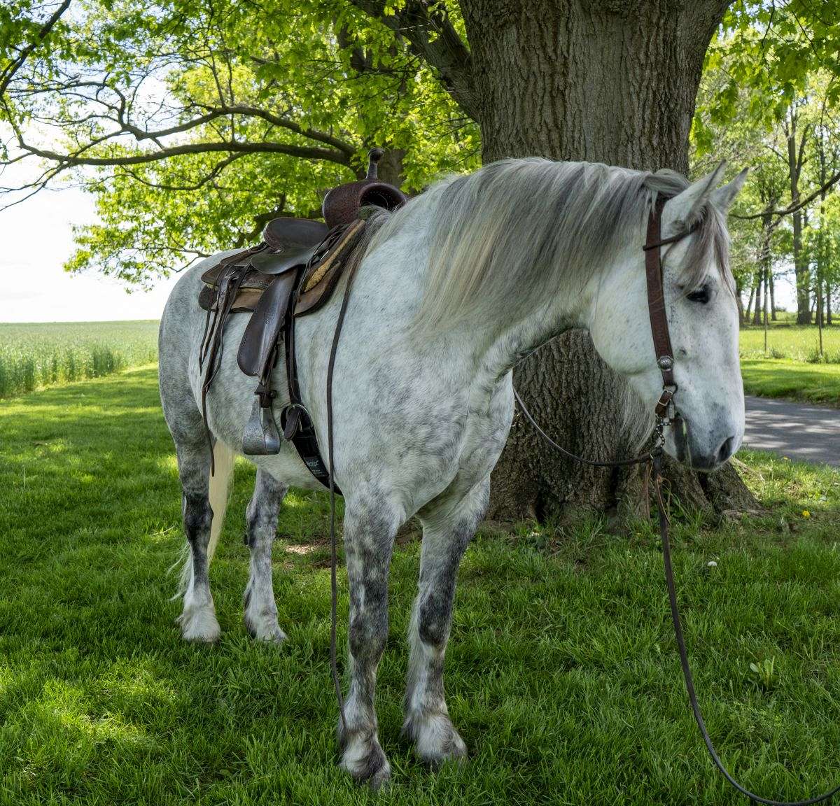 Katie is a Gorgeous Dapple Grey Percheron/Quarter Horse Cross!