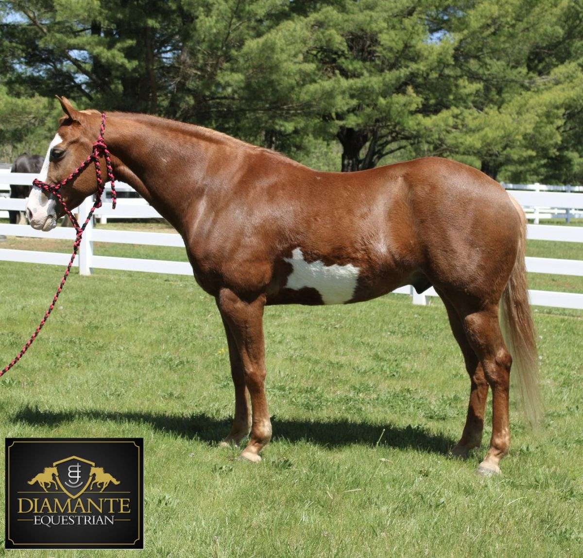 A True Unicorn APHA/AQHA Sorrel Paint Gelding