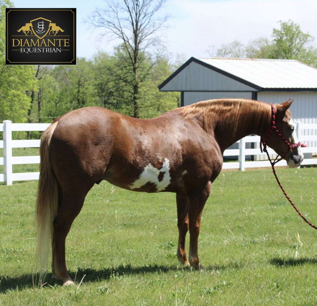 A True Unicorn APHA/AQHA Sorrel Paint Gelding