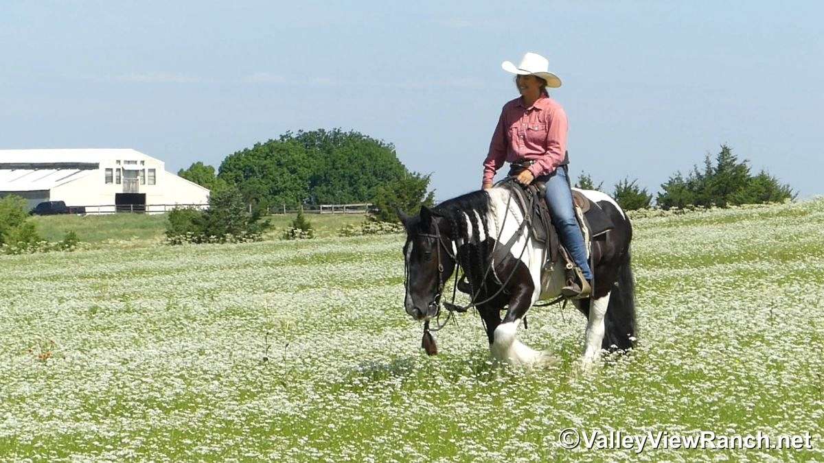 Bf Commander's Gambler ~ 14.2hh, 2018, Black/White Piebald, Gypsy Vanner