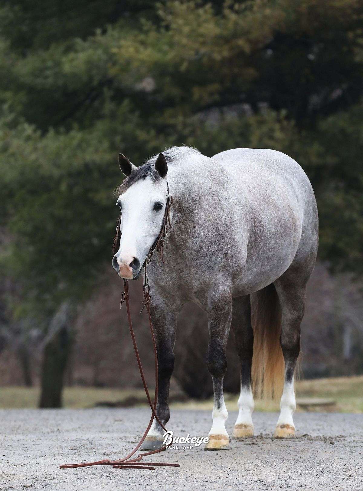 Dexter, a 2020 AQHA Dapple Grey Gelding 14.2 Hand AQHA Gelding