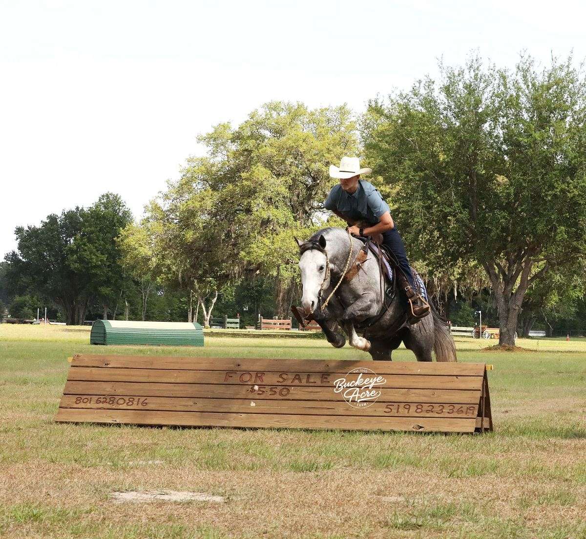 Dexter, a 2020 AQHA Dapple Grey Gelding 14.2 Hand AQHA Gelding
